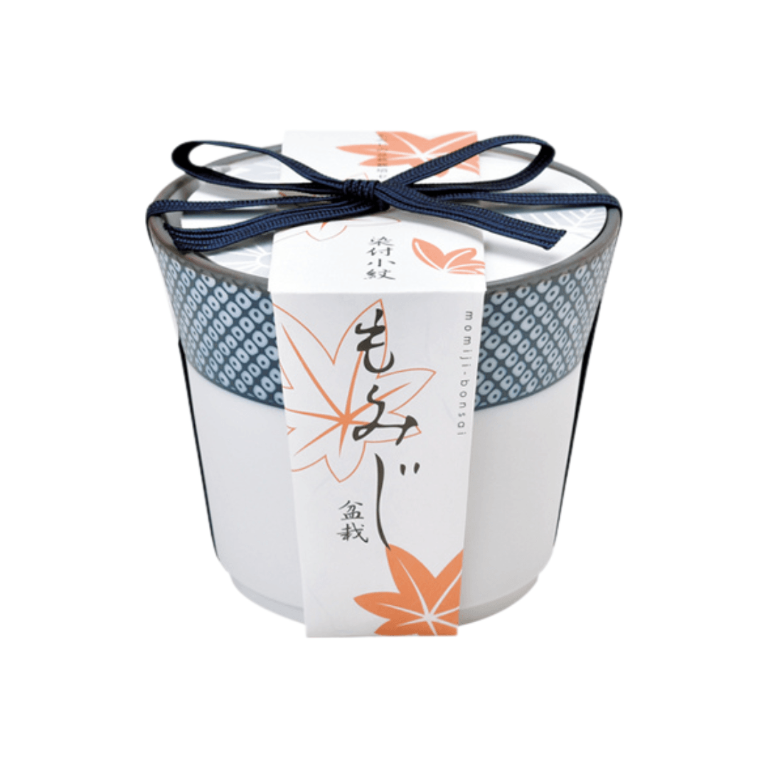 Sometsuke Bonsai Growing Kit - Momiji (Maple) | Spectrum Store: Family ...
