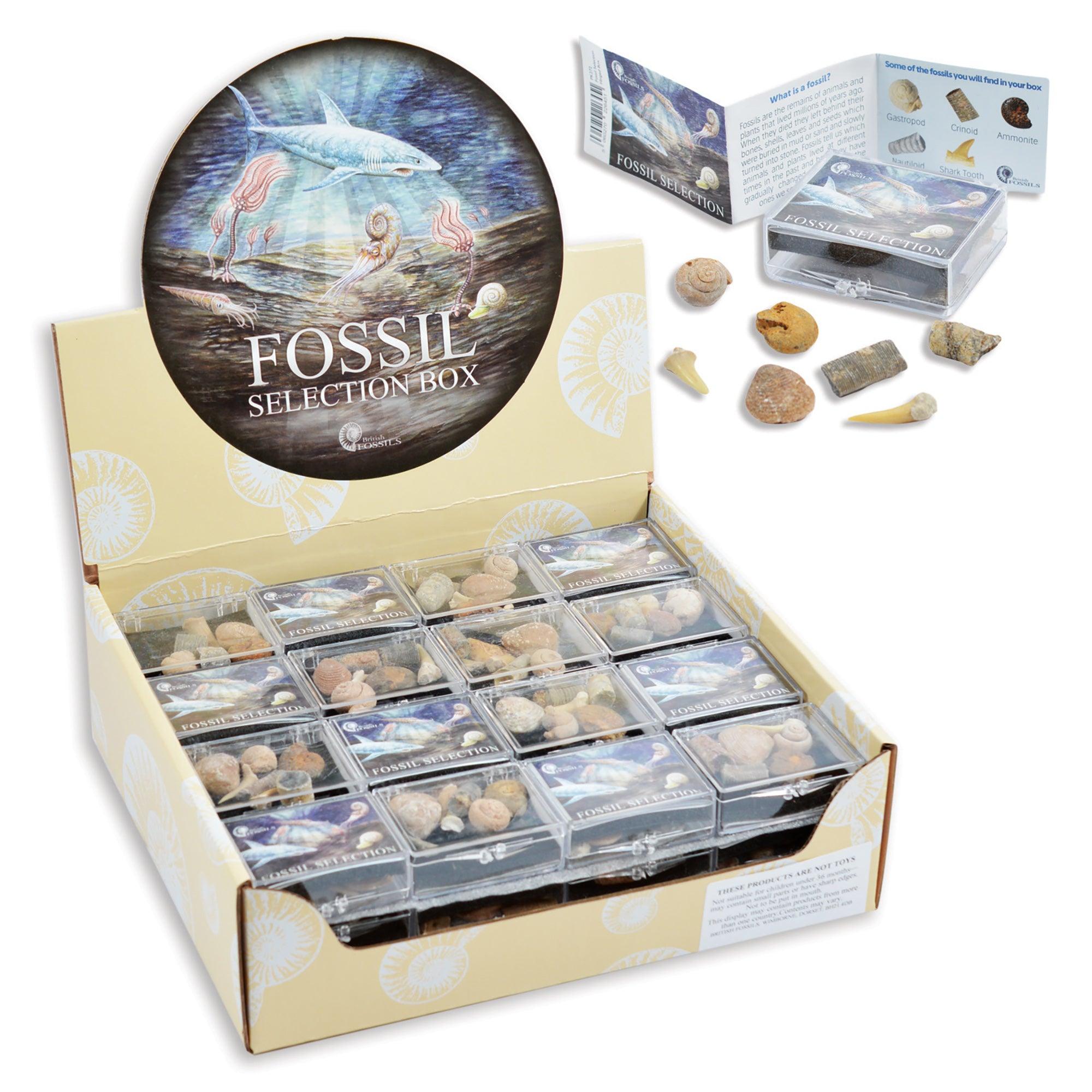 Fossil Selection Hinged Box | Spectrum Store: Family Lifestyle Store