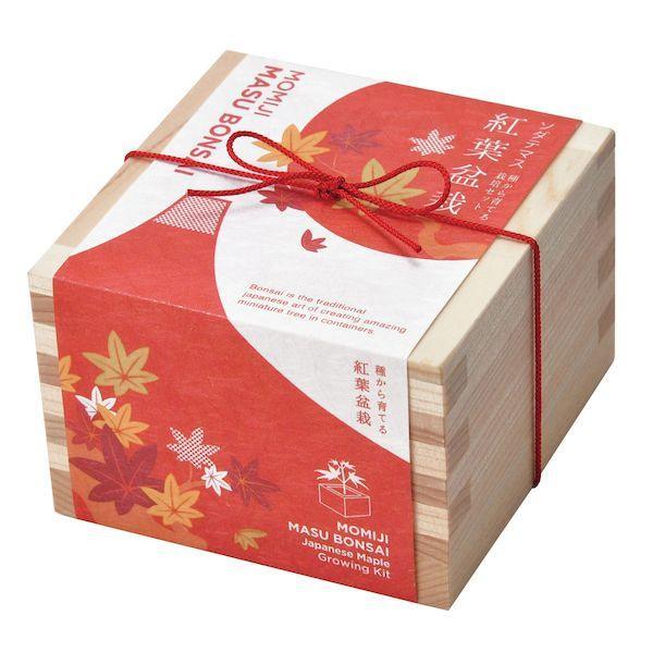Bonsai Growing Kit - Masu (Wooden Box) - Momiji For Kids