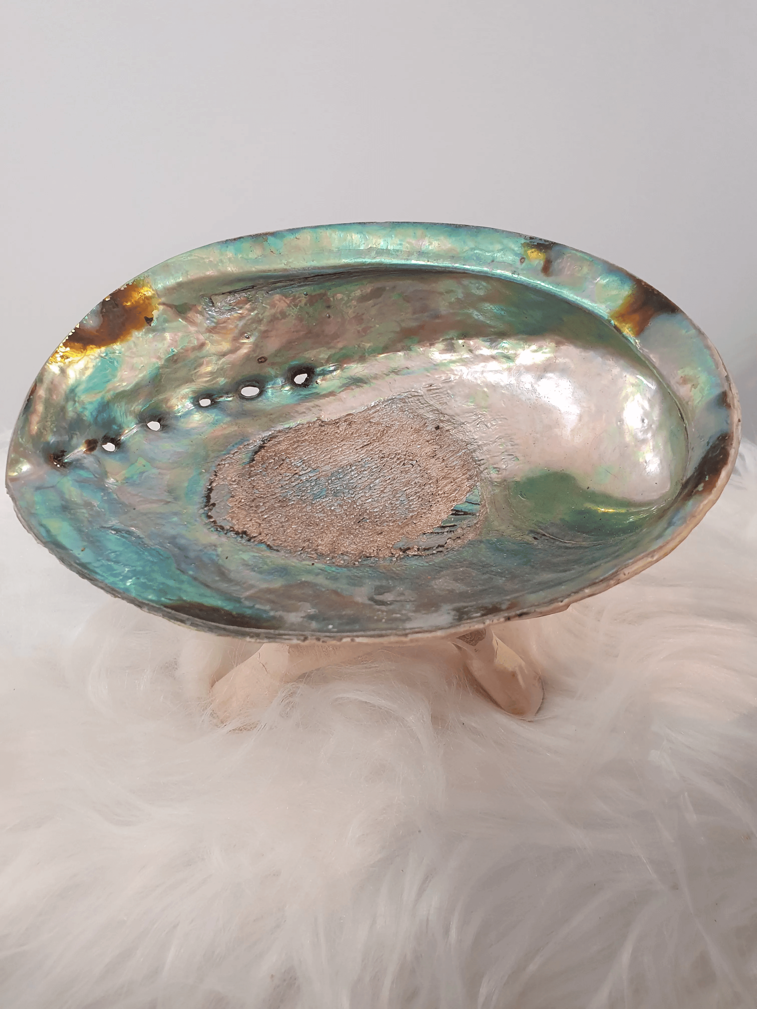 Abalone Shell with Stand | Spectrum Store: Family Lifestyle Store